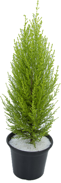 Brasão Avenida | Tuia Holandesa P14