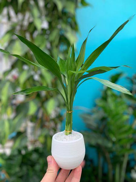 Nosso Hortifruti Gonzaga | BABY BALL BAMBU UN